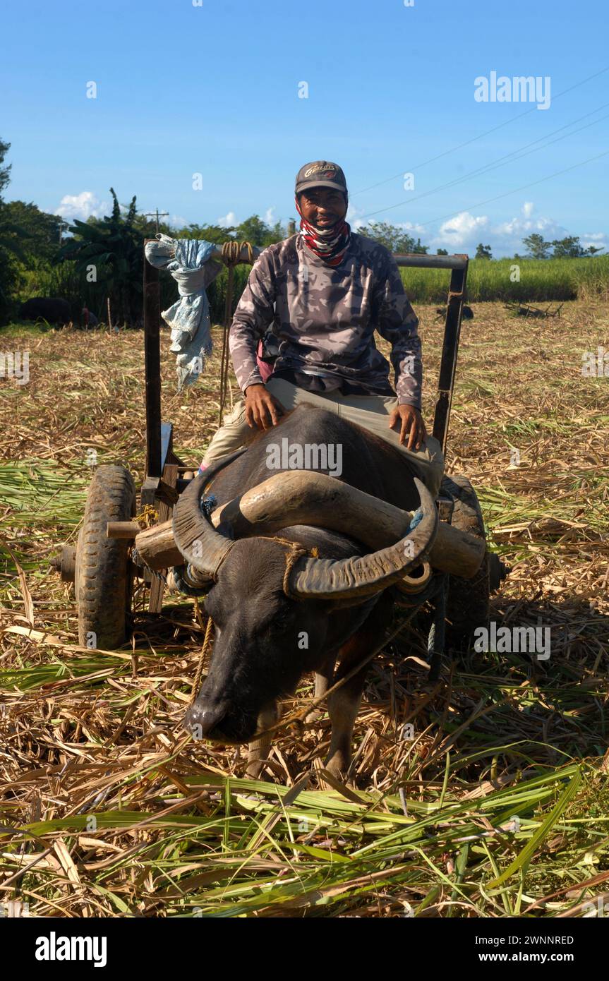 Farm worker sat on a cart pulled by a Carabao, Sugar Cane Farm, near ...