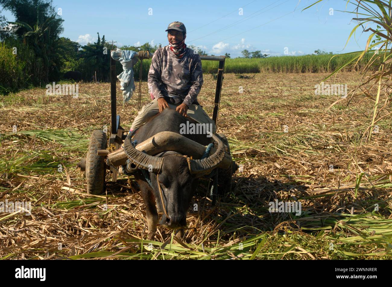 Kalabaw hi-res stock photography and images - Alamy
