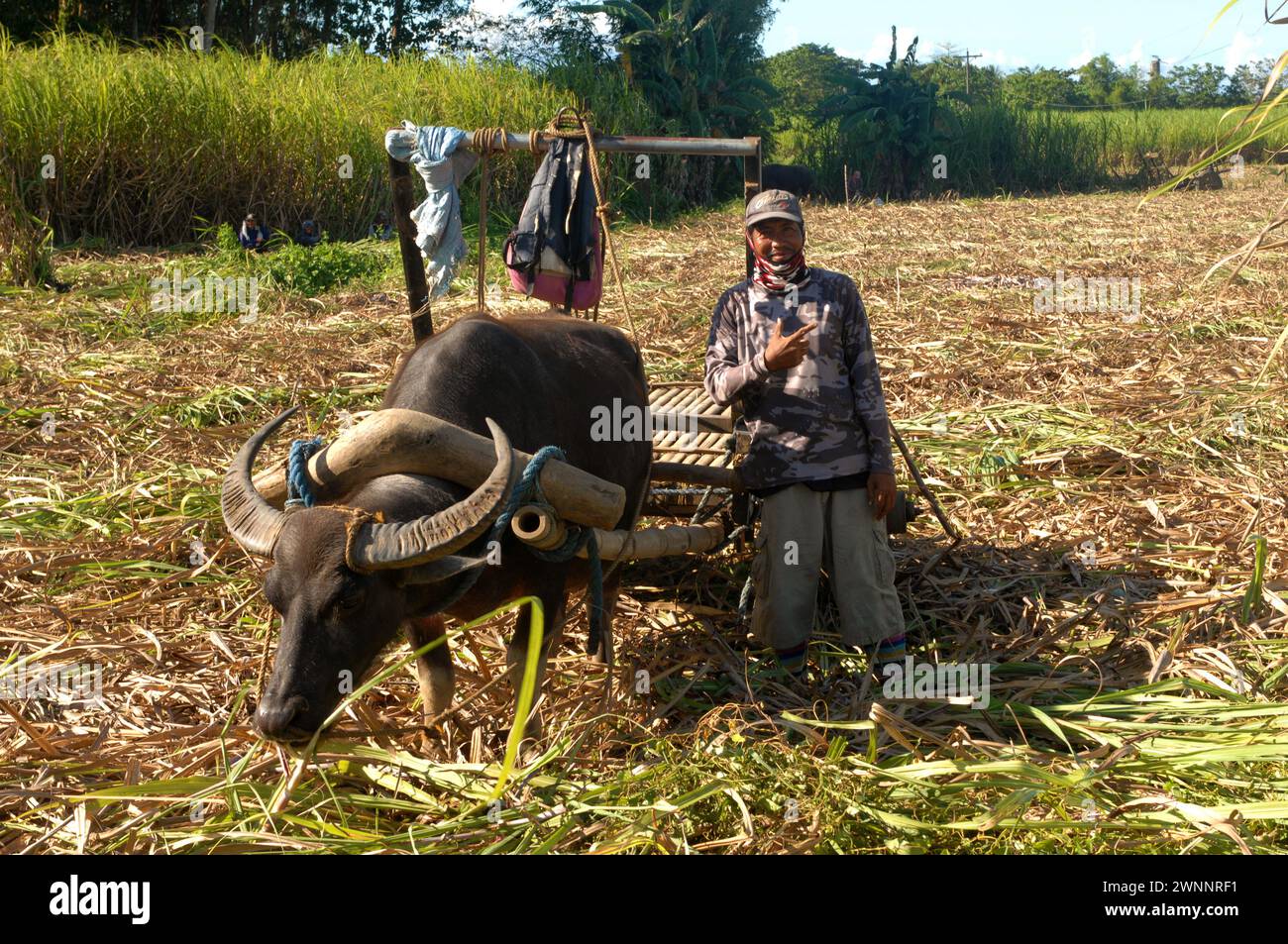 Kalabaw hi-res stock photography and images - Alamy