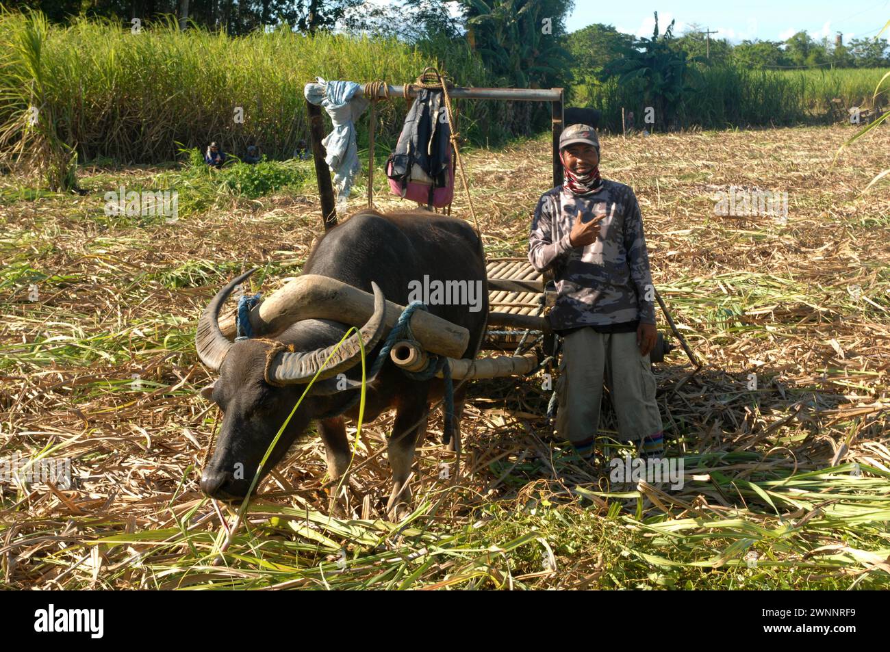 Kalabaw hi-res stock photography and images - Alamy