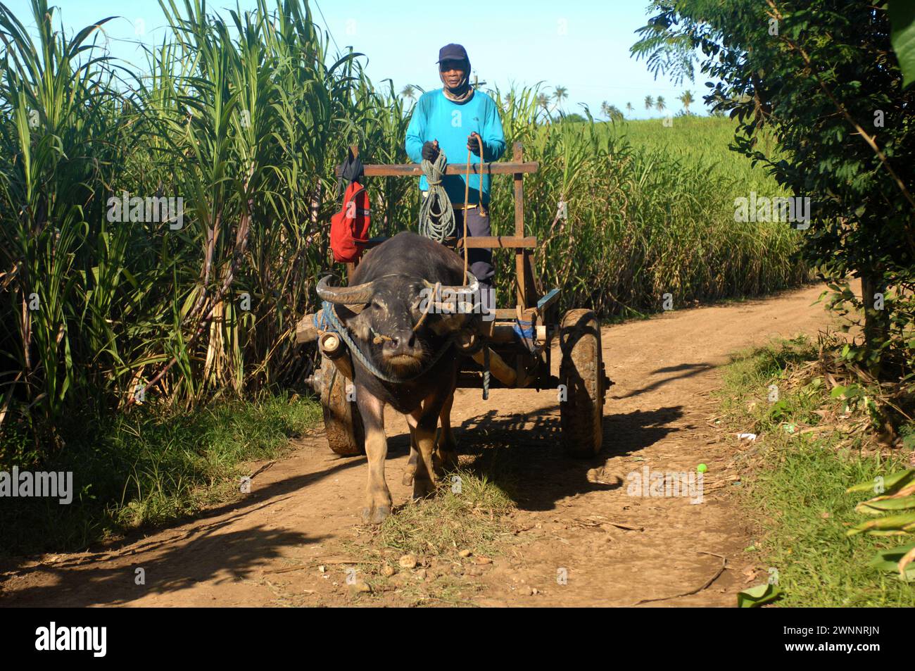 Kalabaw hi-res stock photography and images - Alamy