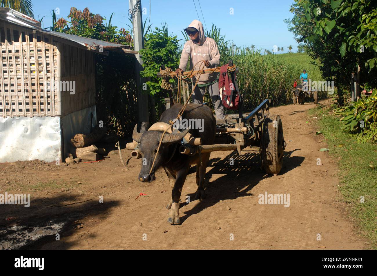 Kalabaw hi-res stock photography and images - Alamy
