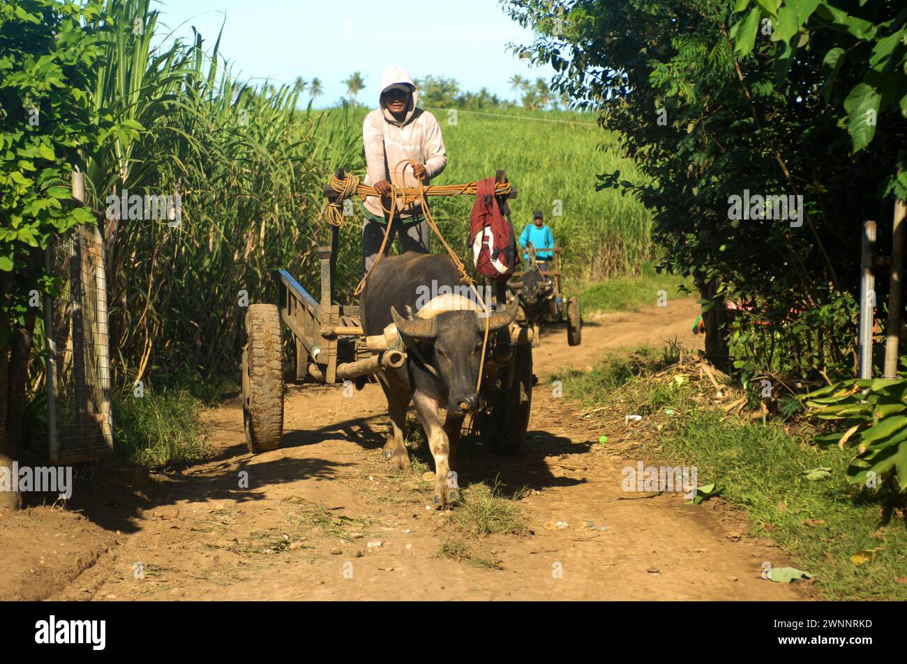 Philippine Carabao Act Of 1992
