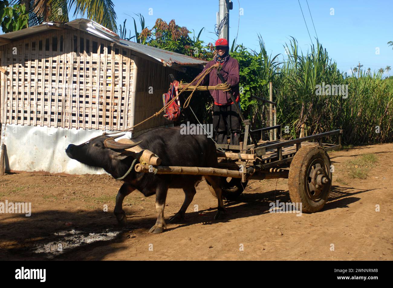 Farm worker sat on a cart pulled by a Carabao, Sugar Cane Farm, near ...