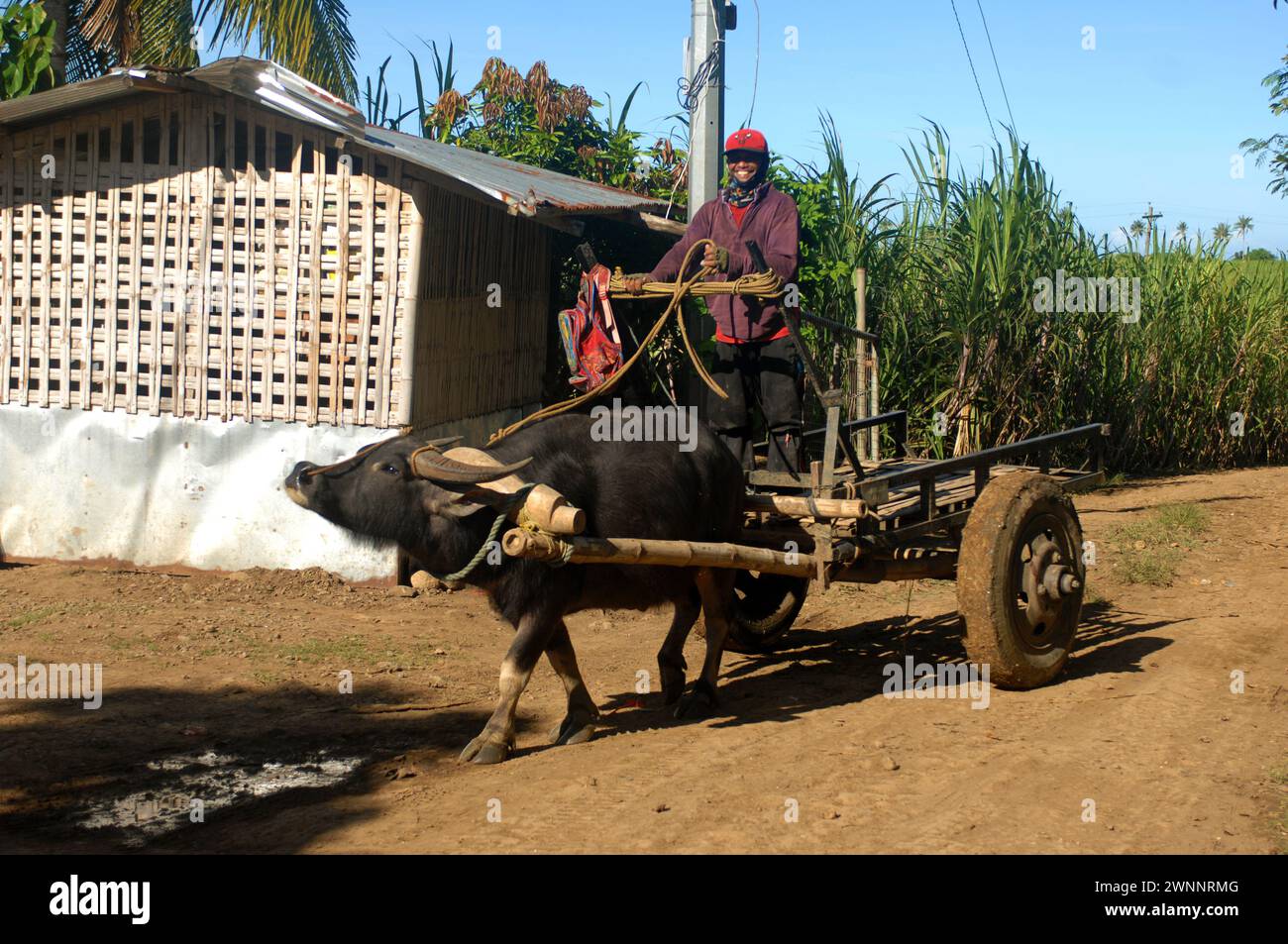 Kalabaw hi-res stock photography and images - Alamy