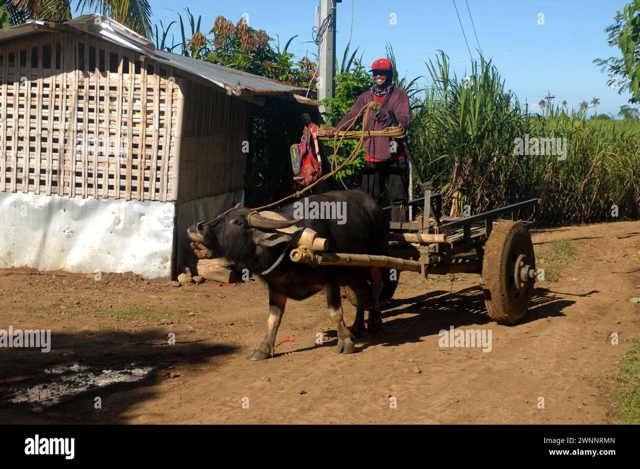 Carabao cart hi-res stock photography and images - Alamy