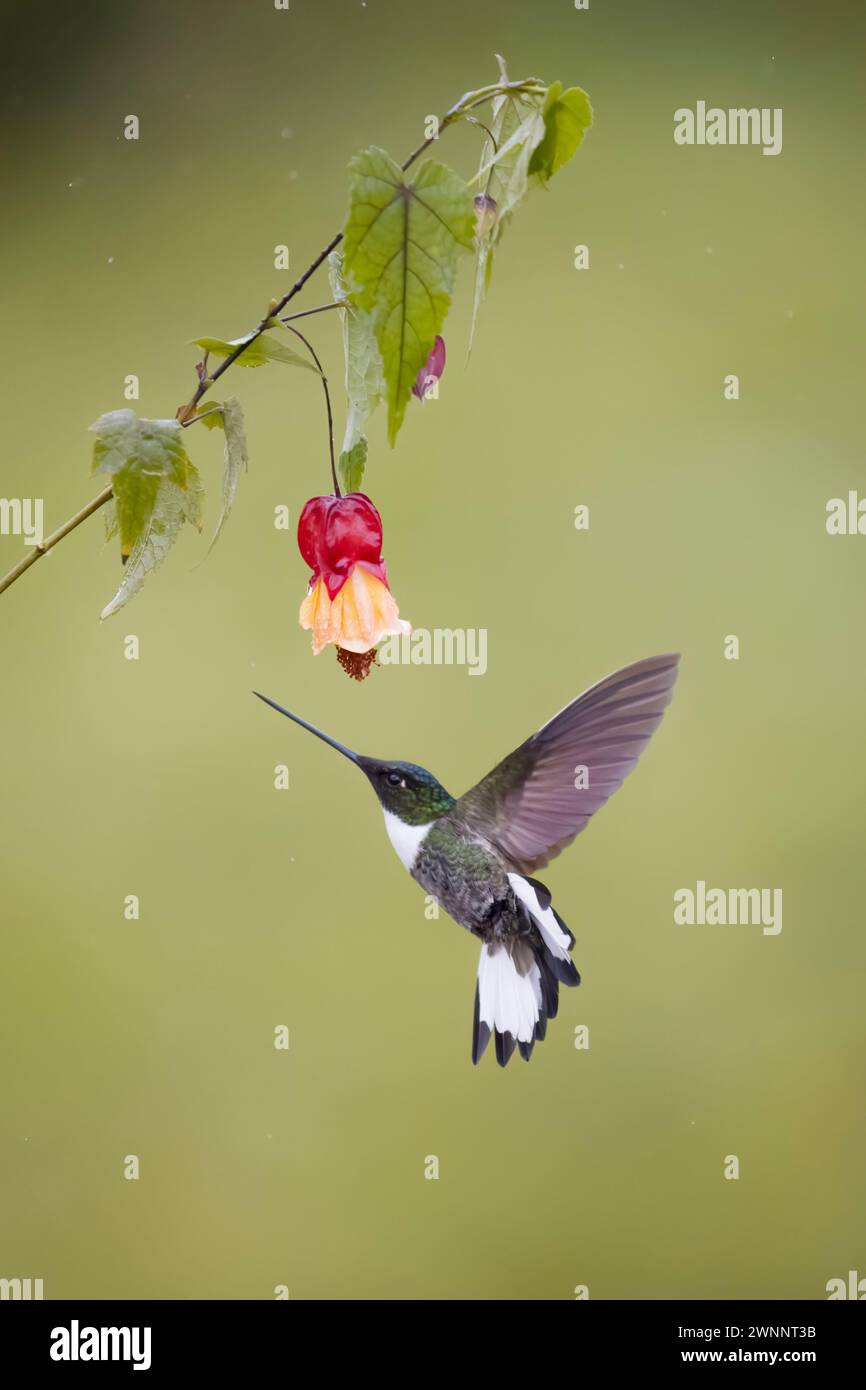 Collared Inca feeding on a flower in Colombia South America taken in ...