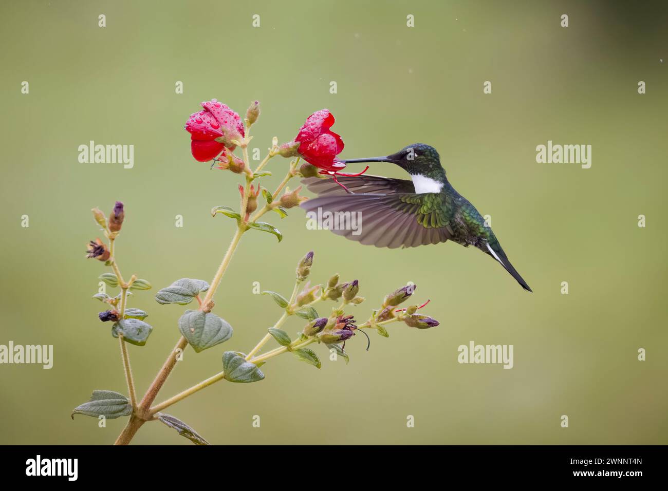 Collared Inca feeding on a flower in Colombia South America taken in ...