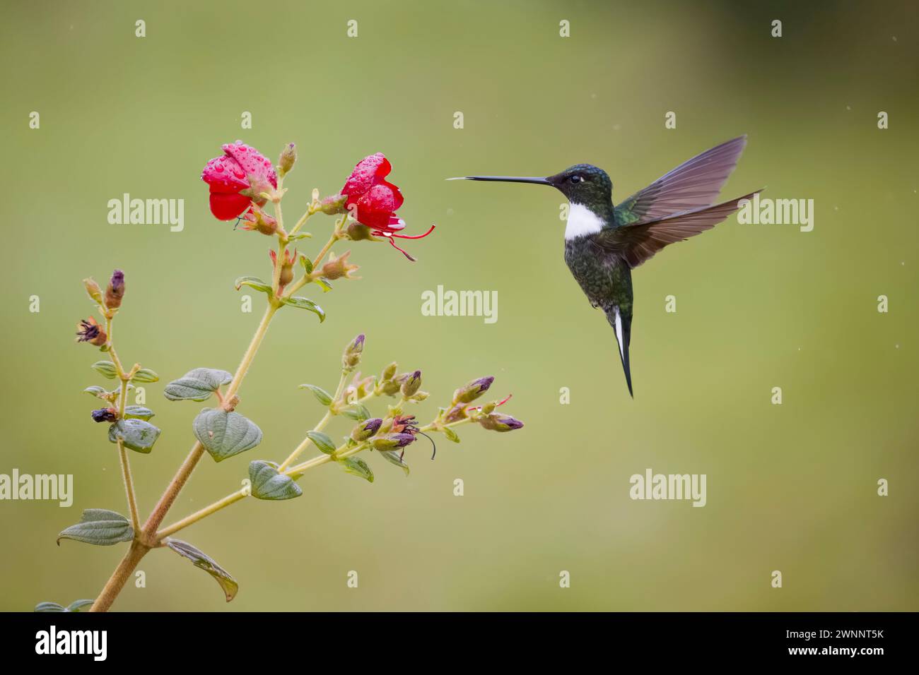 Collared Inca feeding on a flower in Colombia South America taken in ...