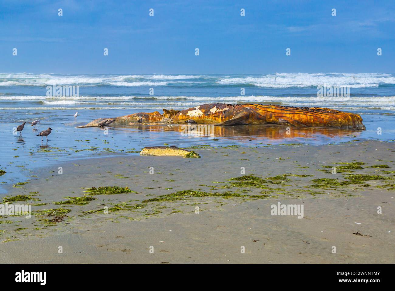 Seaweed tangled on baleen of a dead beached whale on the Pacific Ocean ...