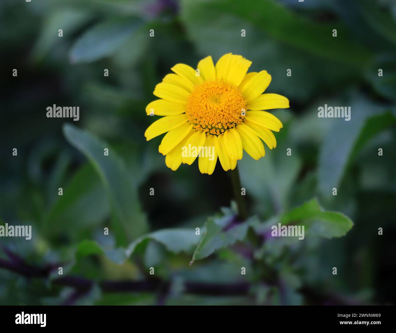 Spring flower, a solitary yellow daisy - Glebionis coronaria or Corn ...