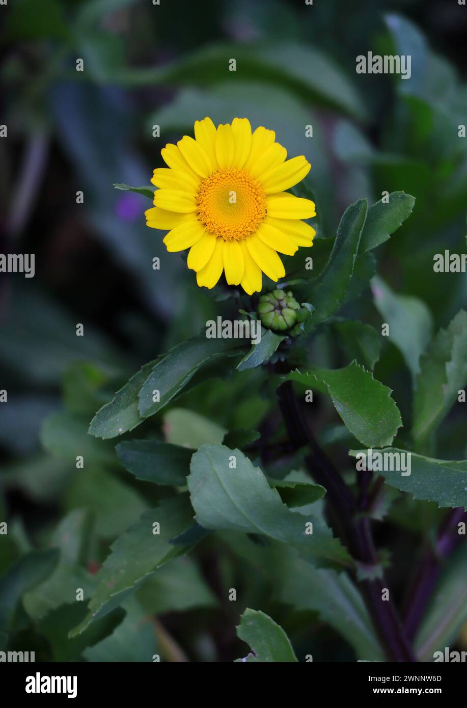 Spring flower, a solitary yellow daisy - Glebionis coronaria or Corn ...