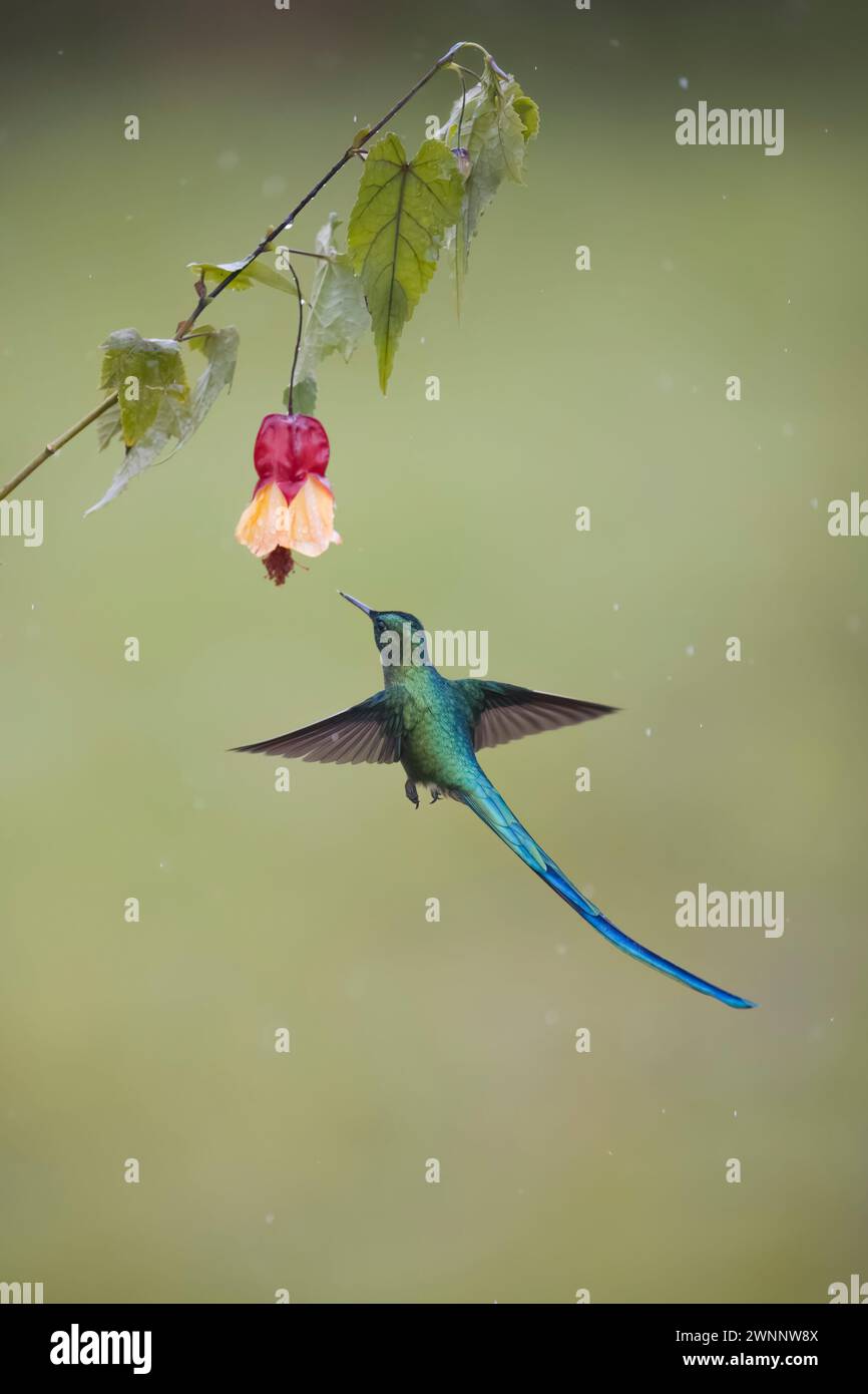 Long-tailed Sylph feeding on a flower taken in Colombia South America ...
