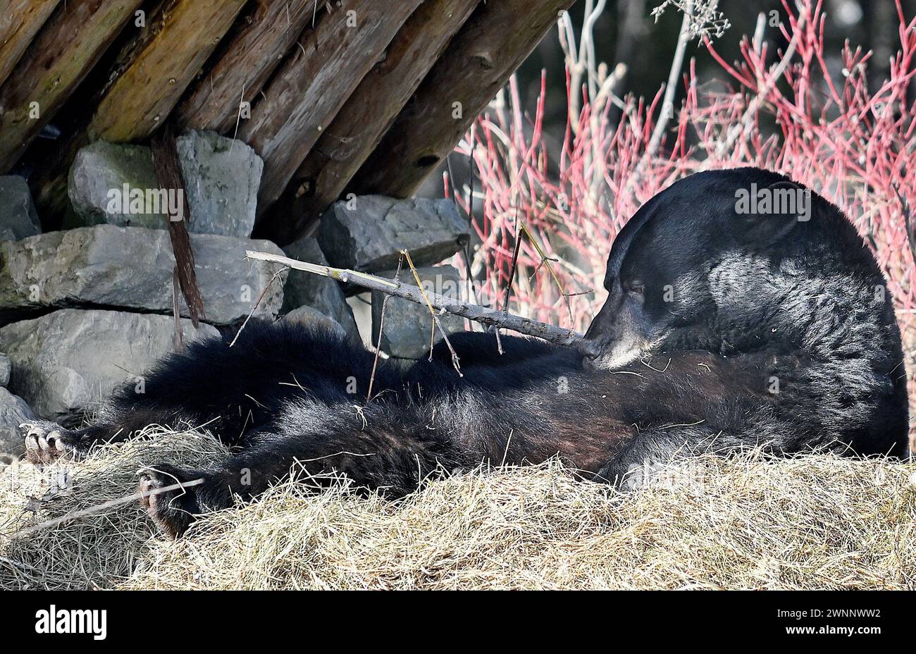 Montreal, Canada. 03rd Mar, 2024. Genie, a thirteen year old American ...