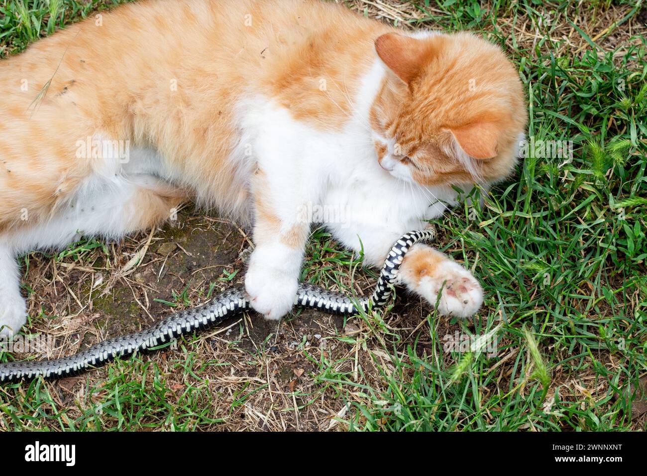A red domestic cat has caught a snake and is playing with it on the ...