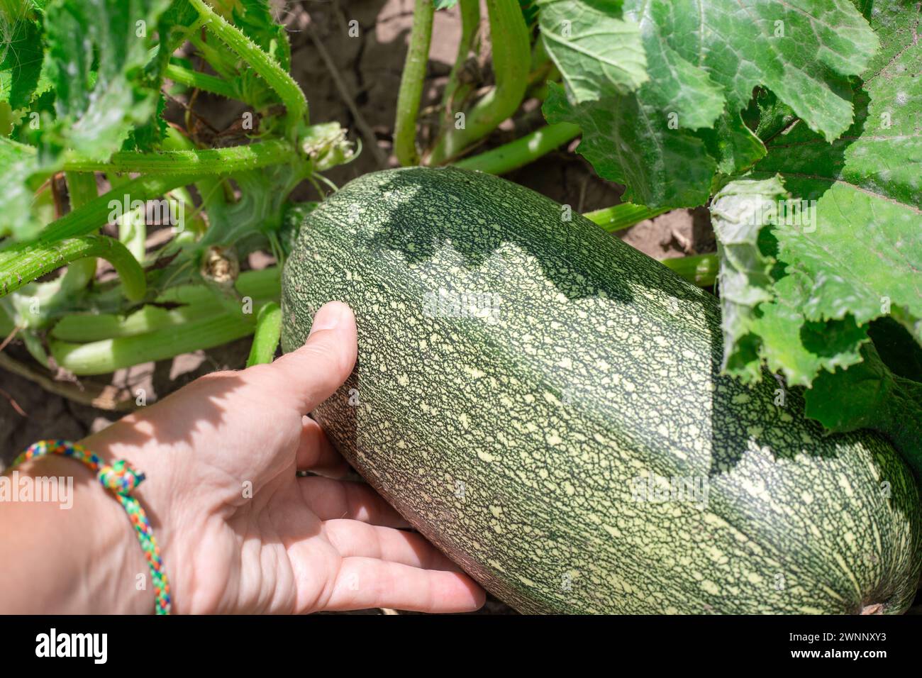 A gardener picks a large variegated green zucchini from a bush on a ...