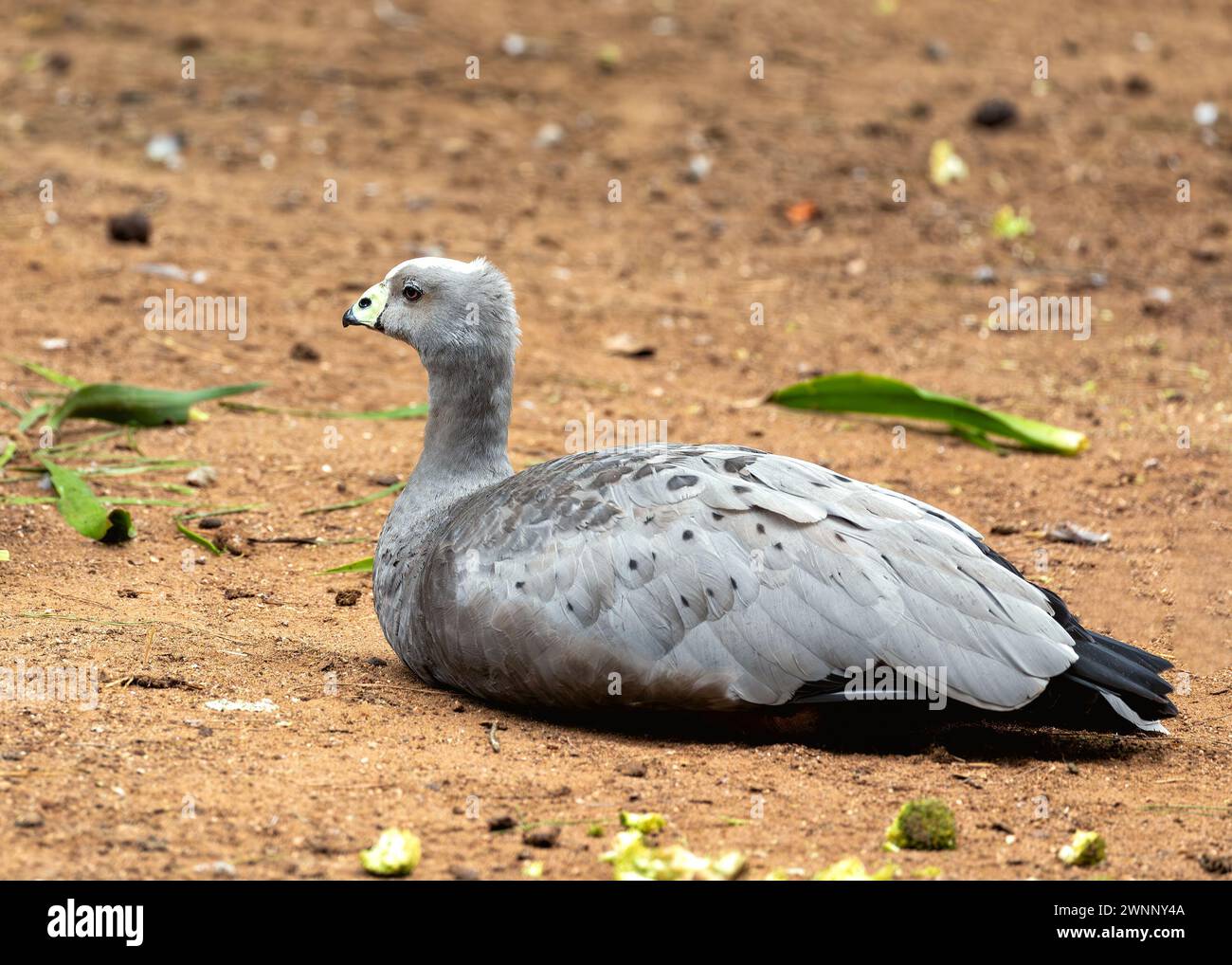 Cape Barren Goose (Cereopsis novaehollandiae) graces Australian coastal ...