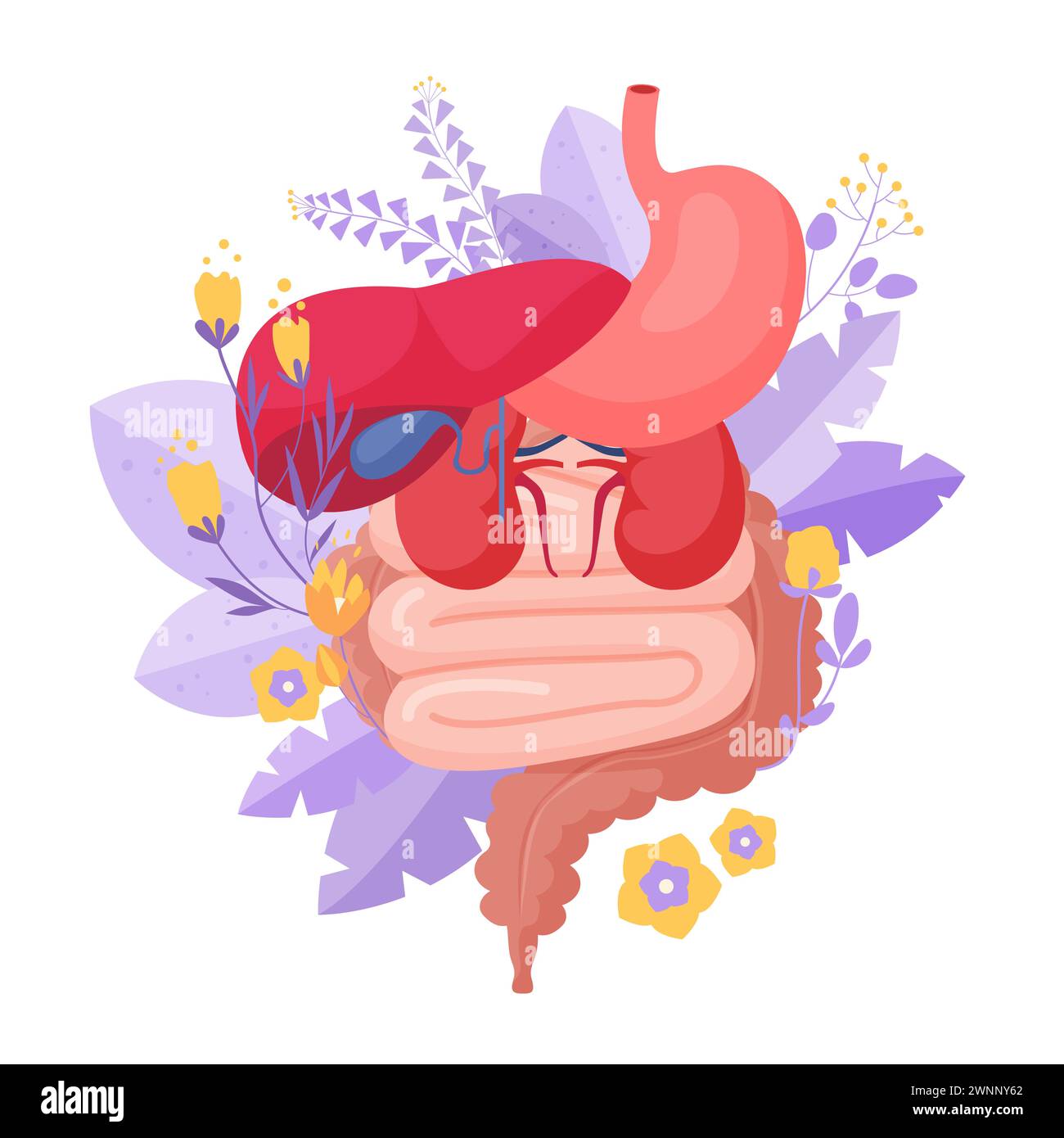 Human intestines diagram hi-res stock photography and images - Alamy