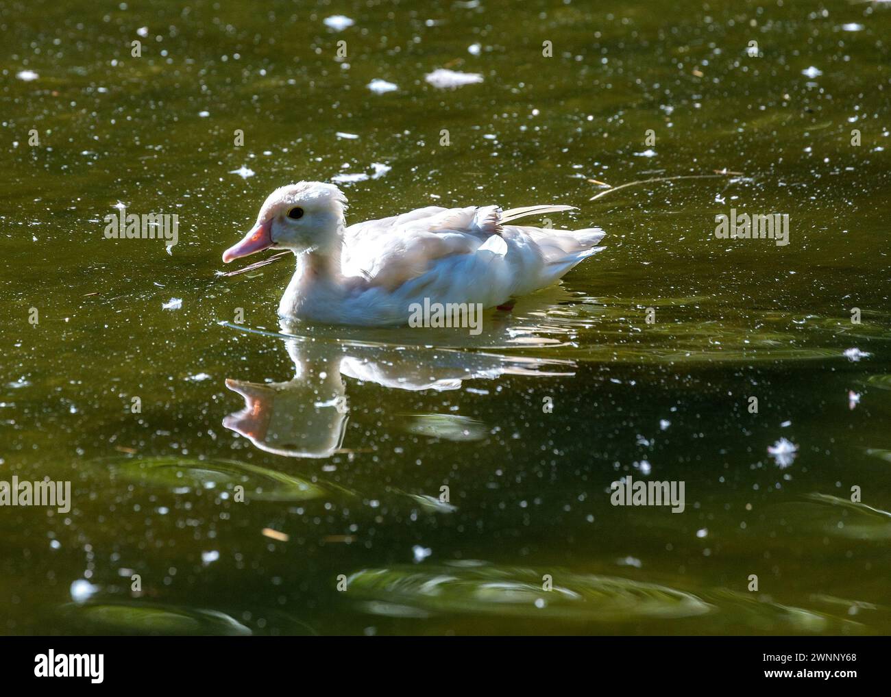 Crested Duck (Anas platyrhynchos domesticus) adds charm to North ...