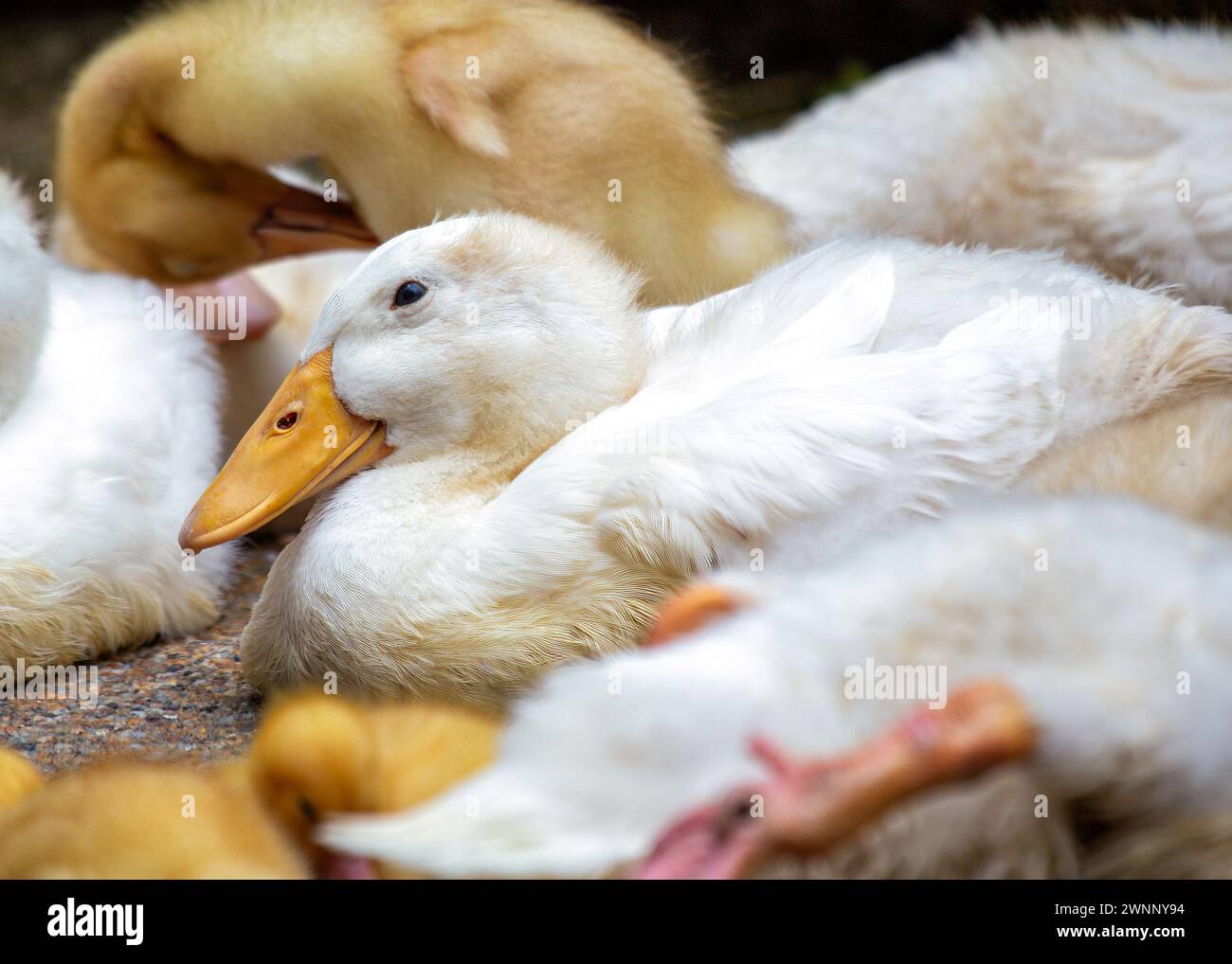 Crested Duck (Anas platyrhynchos domesticus) adds charm to North ...