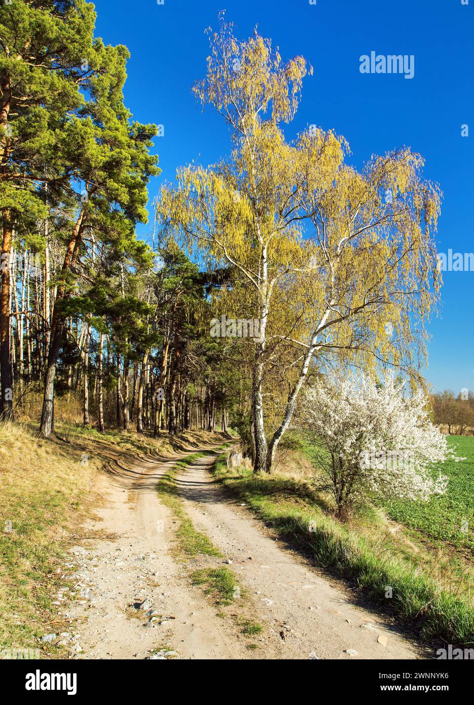 spring landscape with flowering blackthorn bushes, birch trees, pine ...
