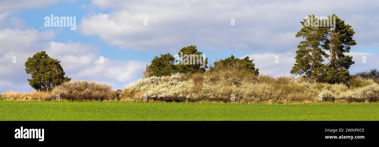 landscape with springtime field and white flowering blackthorn bush and ...