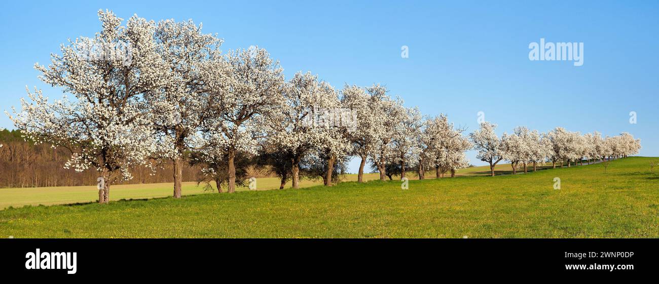 road and alley of flowering cherry trees in latin Prunus cerasus with ...