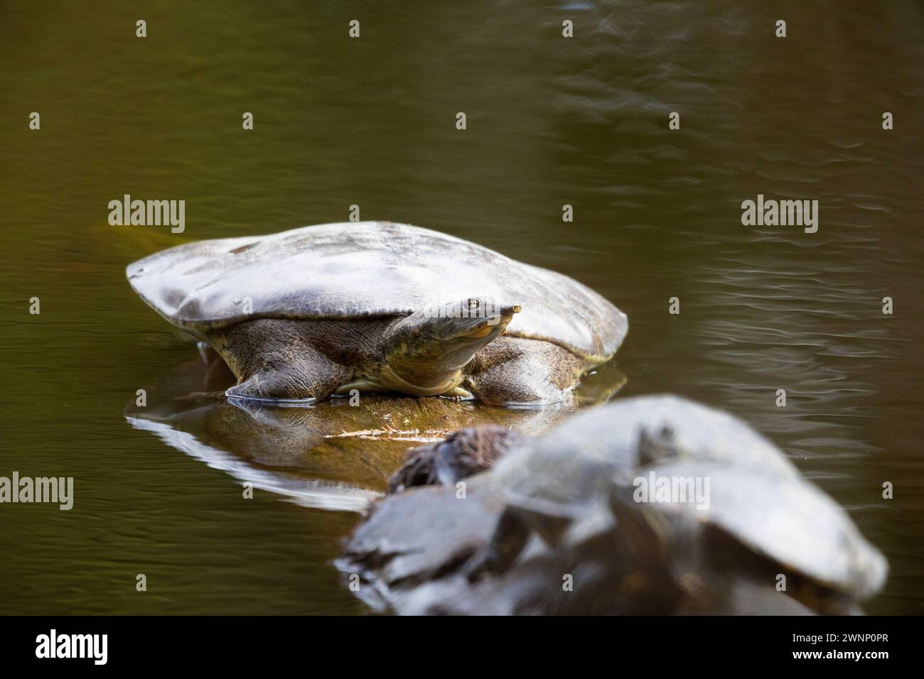 Freshwater soft shelled turtle hi-res stock photography and images - Alamy