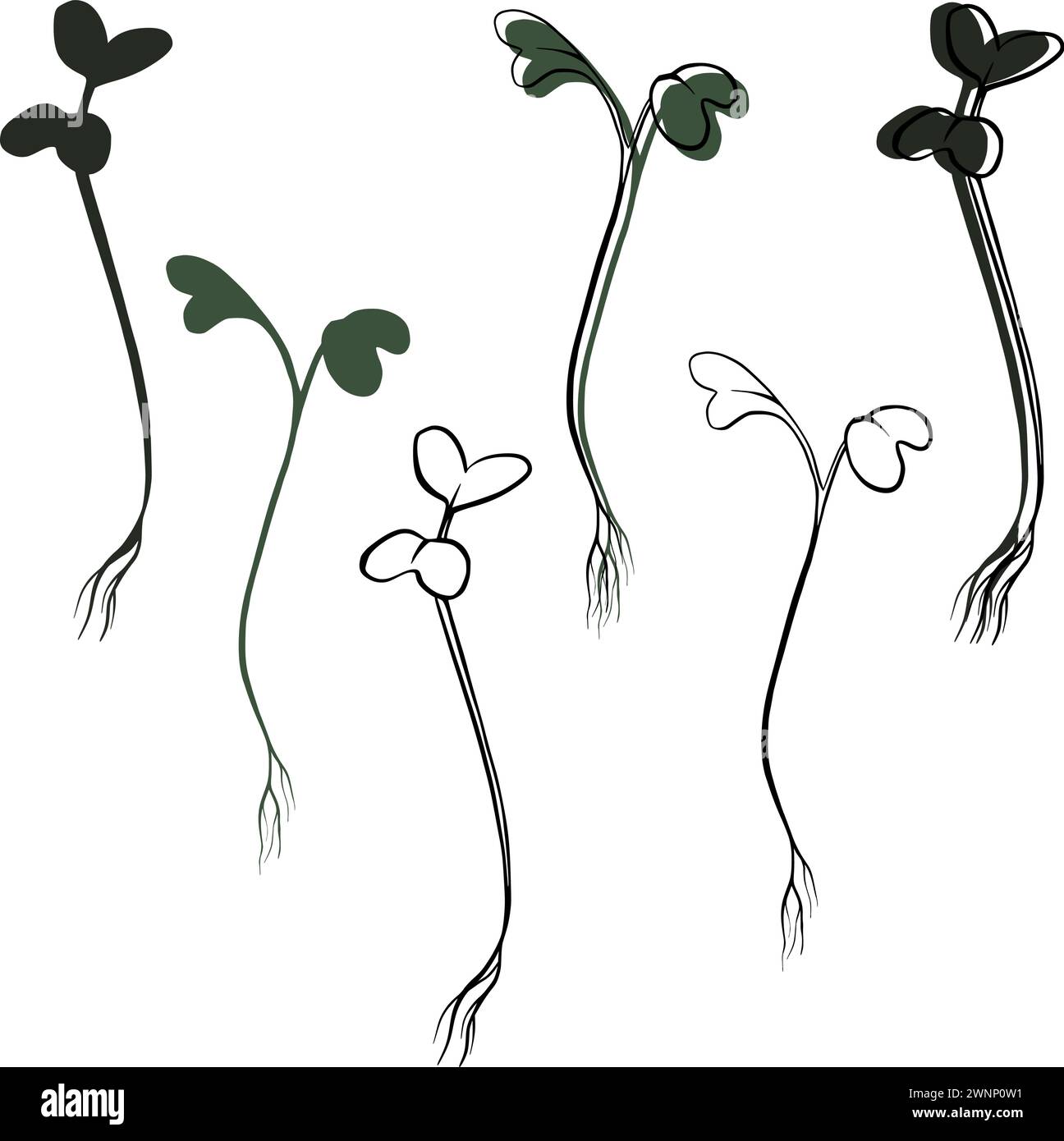 Mustard cress microgreens vector hand drawn illustration. Contour and ...