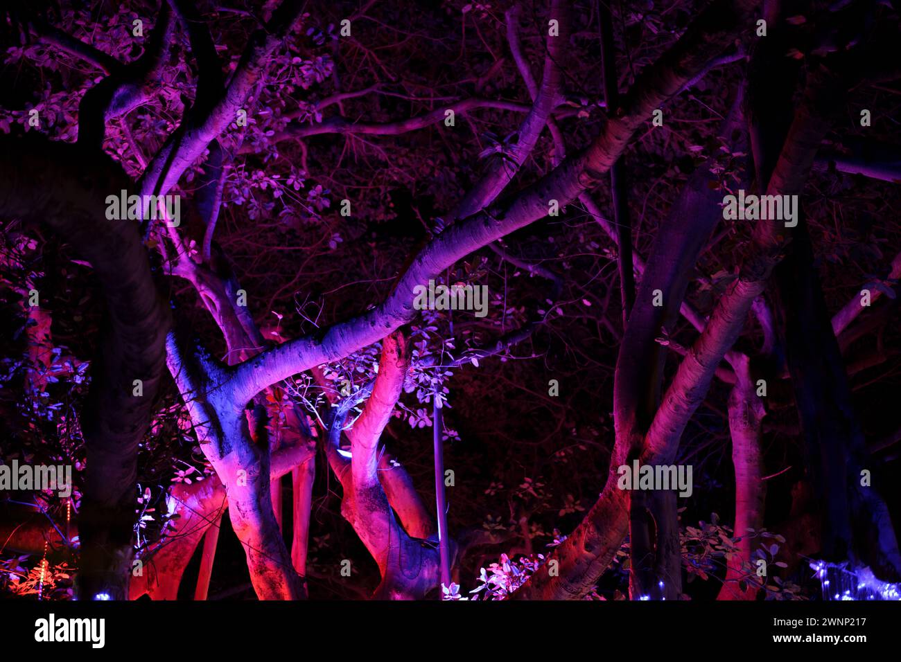 Neon lit tree hi-res stock photography and images - Alamy