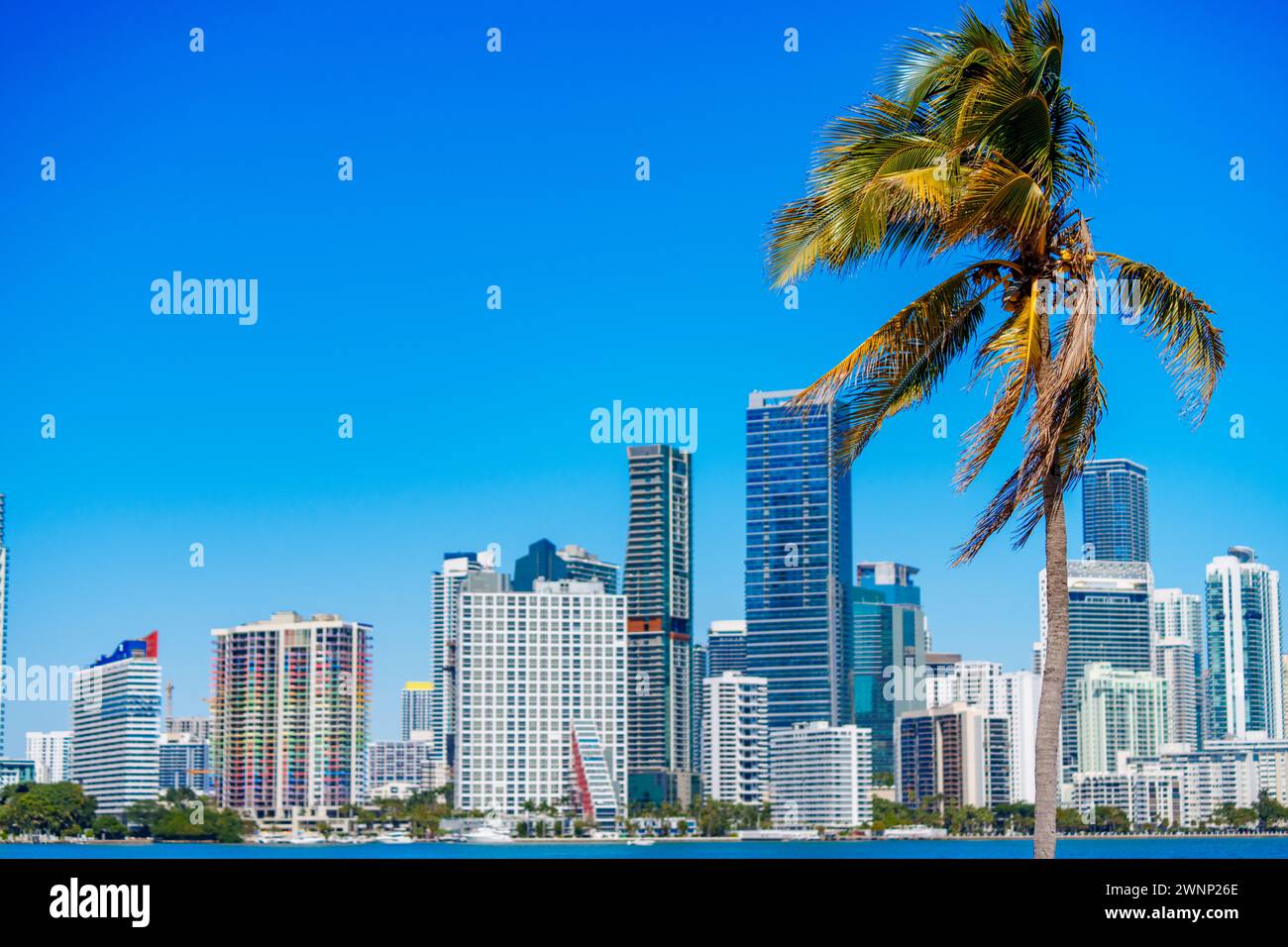 Palm tree Brickell Miami buildings background Stock Photo - Alamy