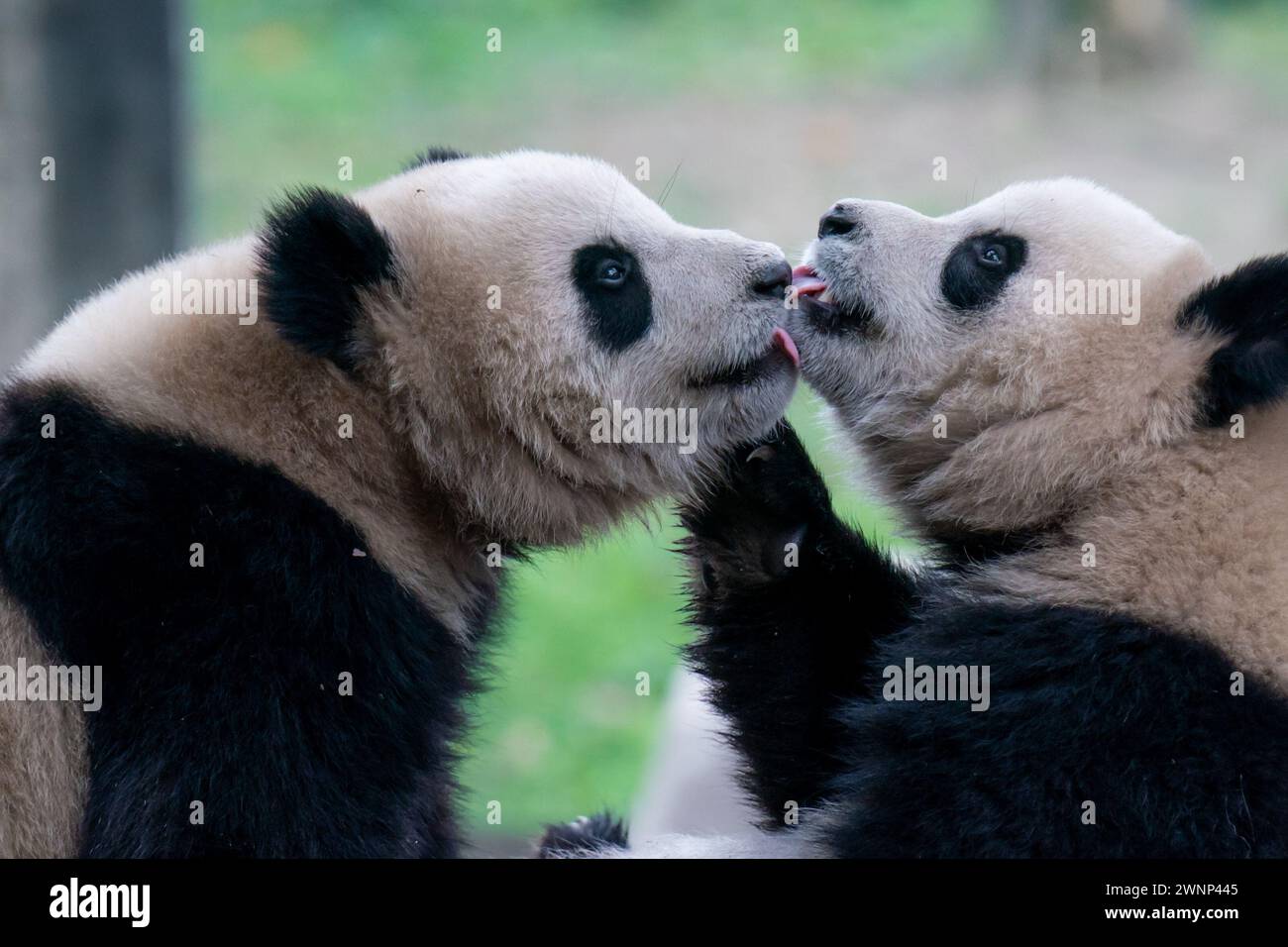 CHONGQING, CHINA - MARCH 3, 2024 - Two giant pandas are playing at ...