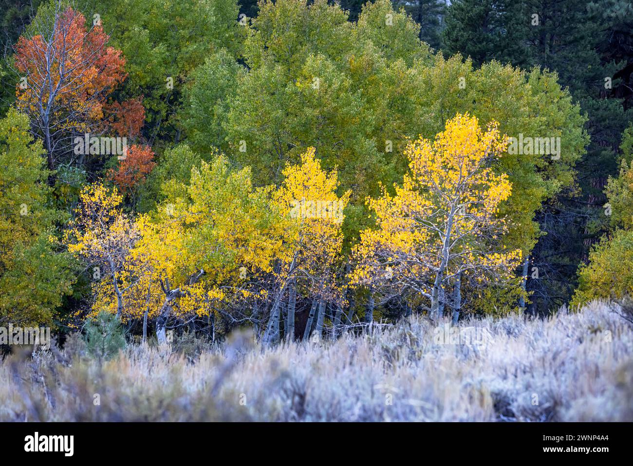 Aeries crag hi-res stock photography and images - Alamy