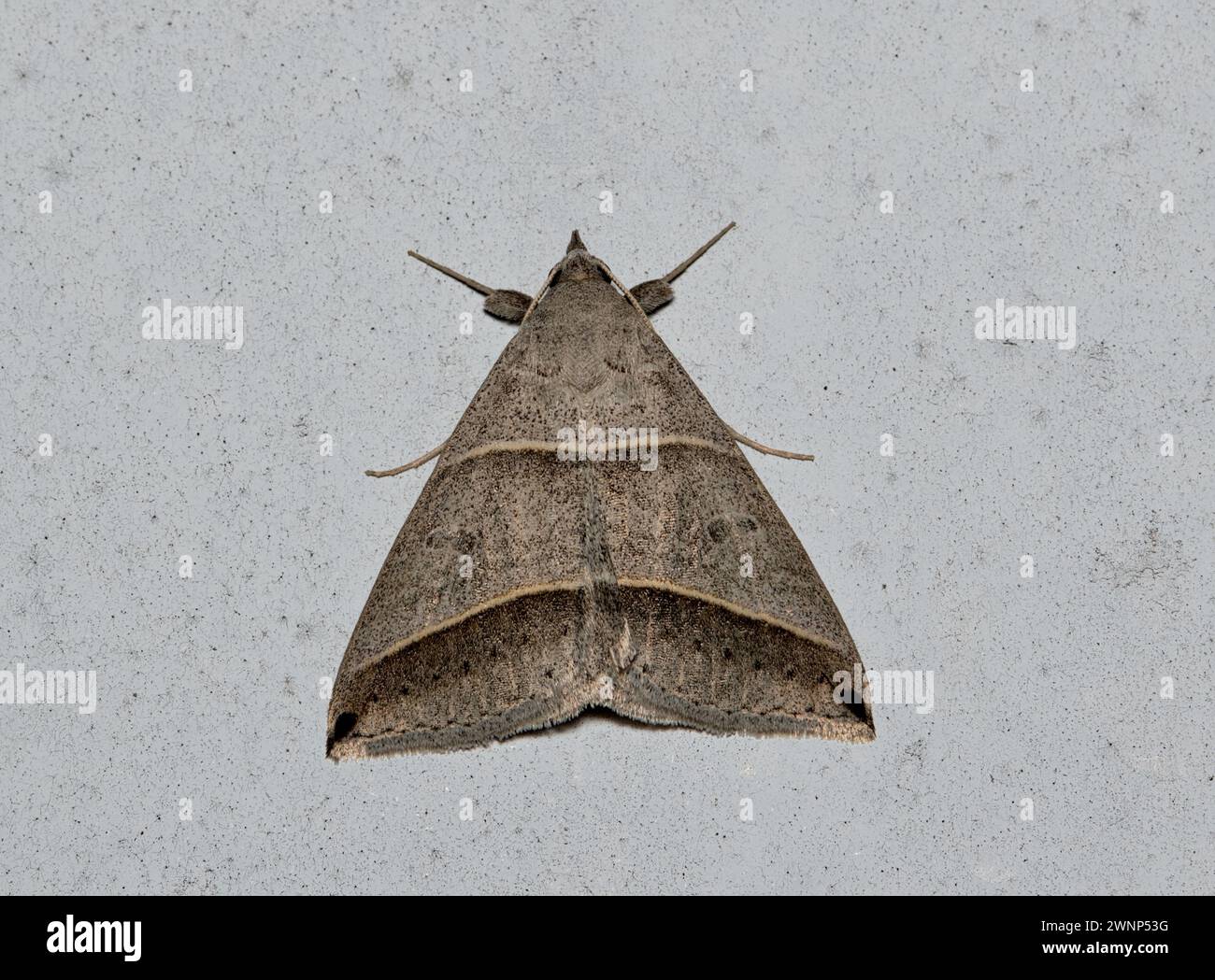 Black tipped ptichodis moth hi-res stock photography and images - Alamy