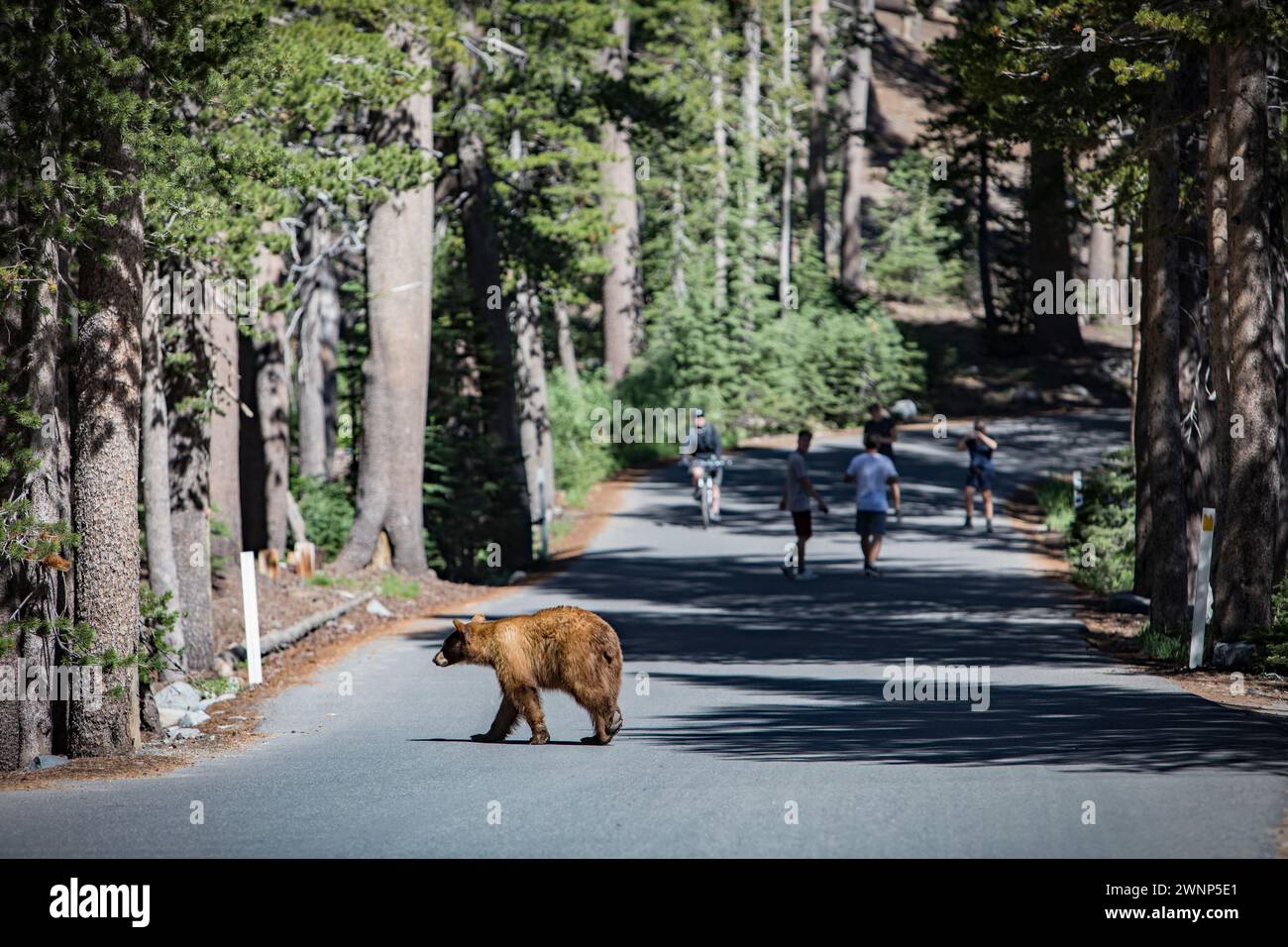 Summer in and around the town of Mammoth Lakes, CA in the Eastern ...
