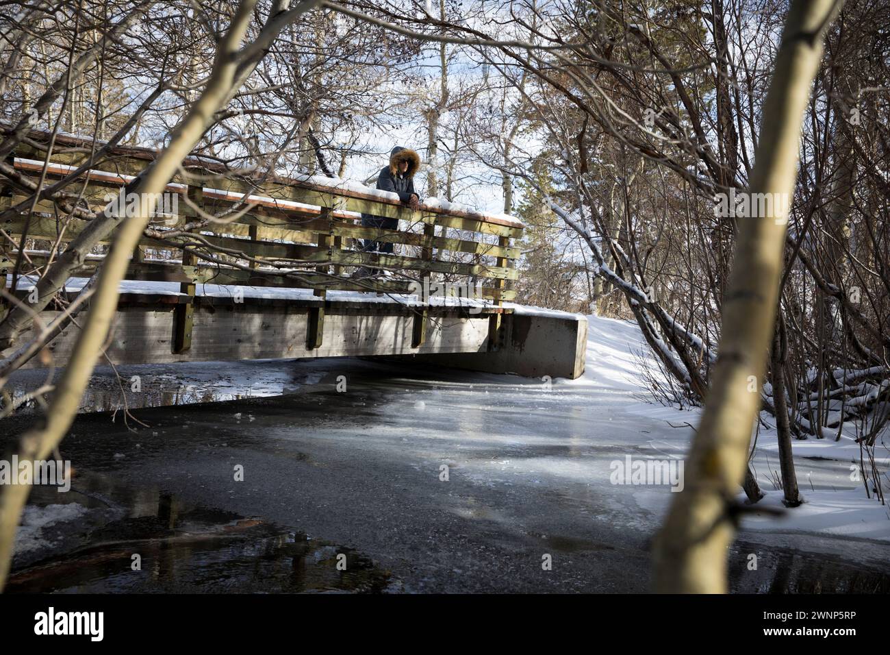 Walking the Mammoth Lakes Town Loop trail during winter which traverses ...