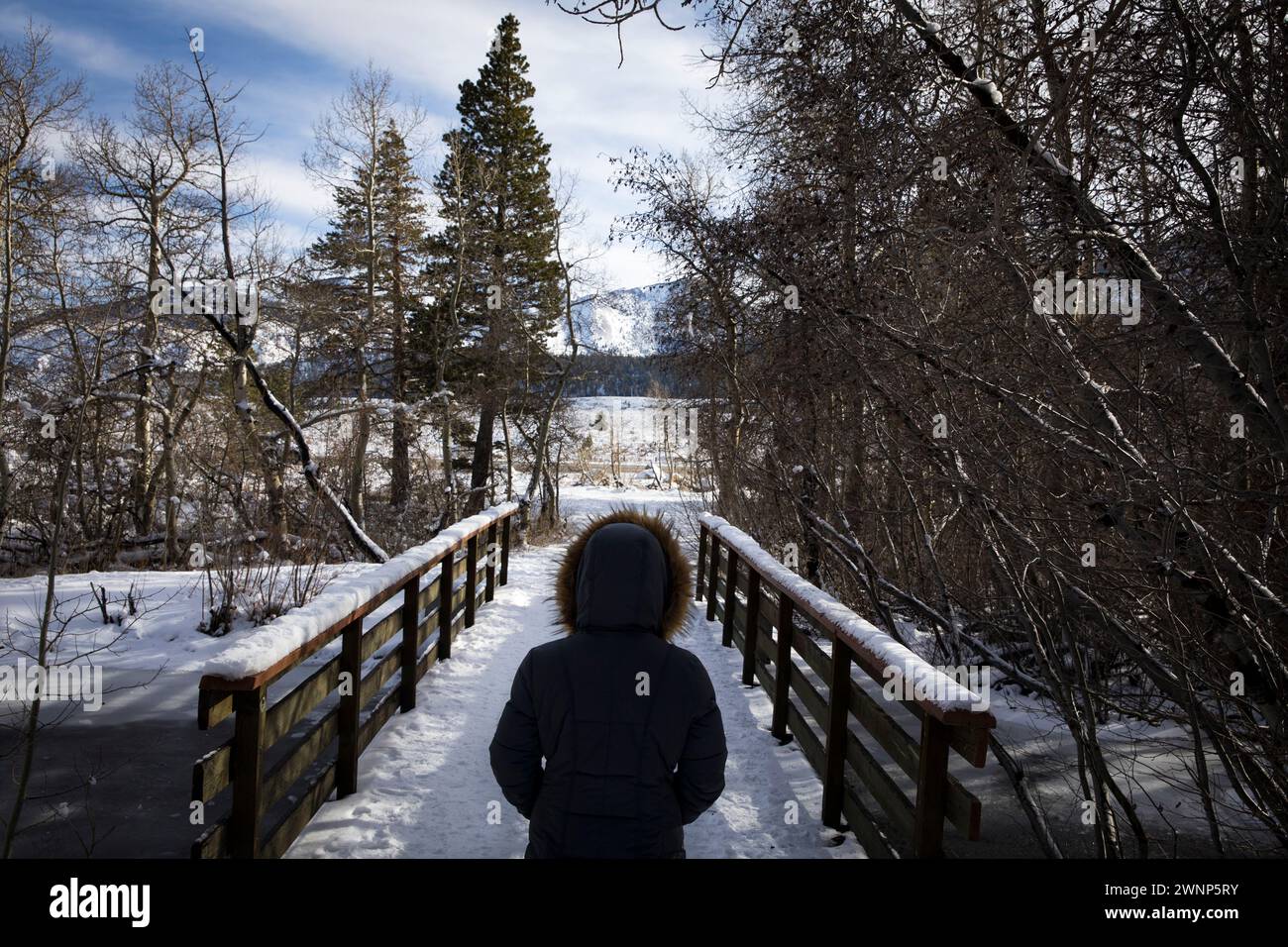 Walking the Mammoth Lakes Town Loop trail during winter which traverses ...