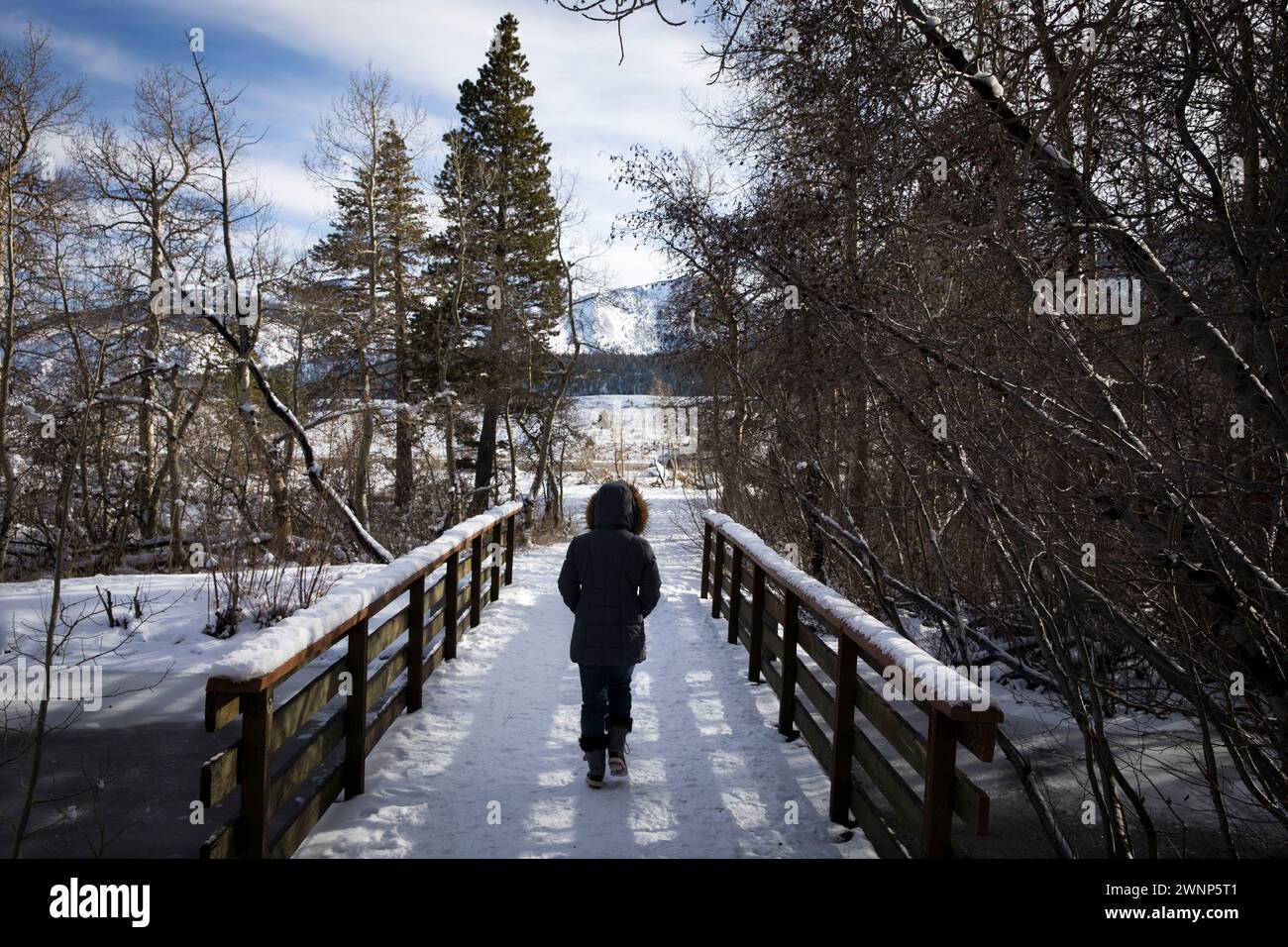 Walking the Mammoth Lakes Town Loop trail during winter which traverses ...
