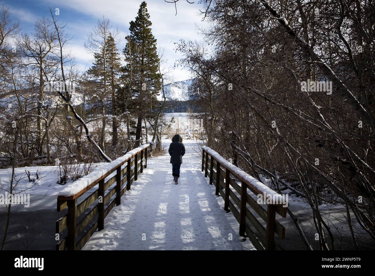 Walking the Mammoth Lakes Town Loop trail during winter which traverses ...