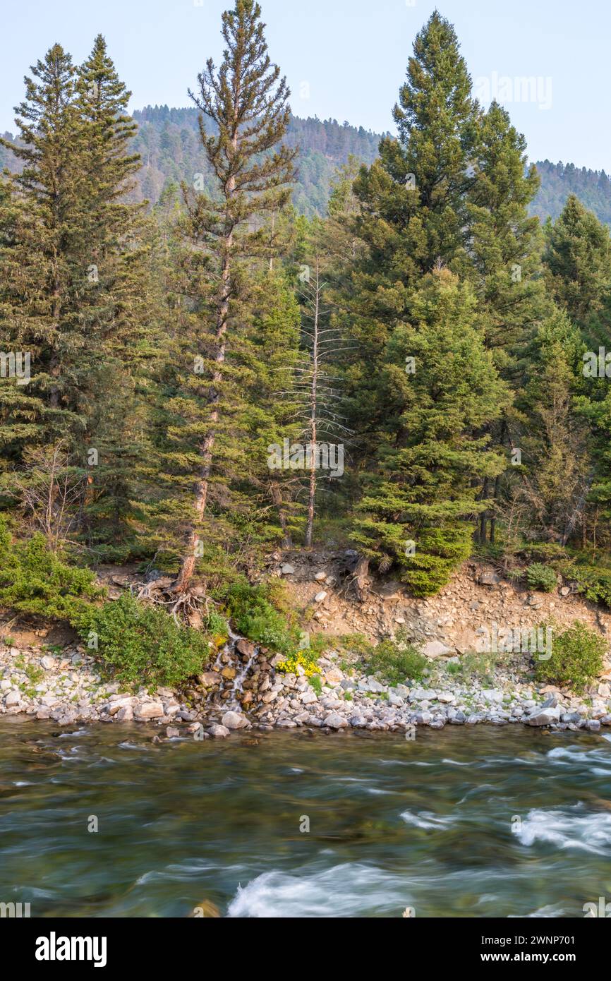 Madison River flowing through pine trees along Hwy 191 near the west ...