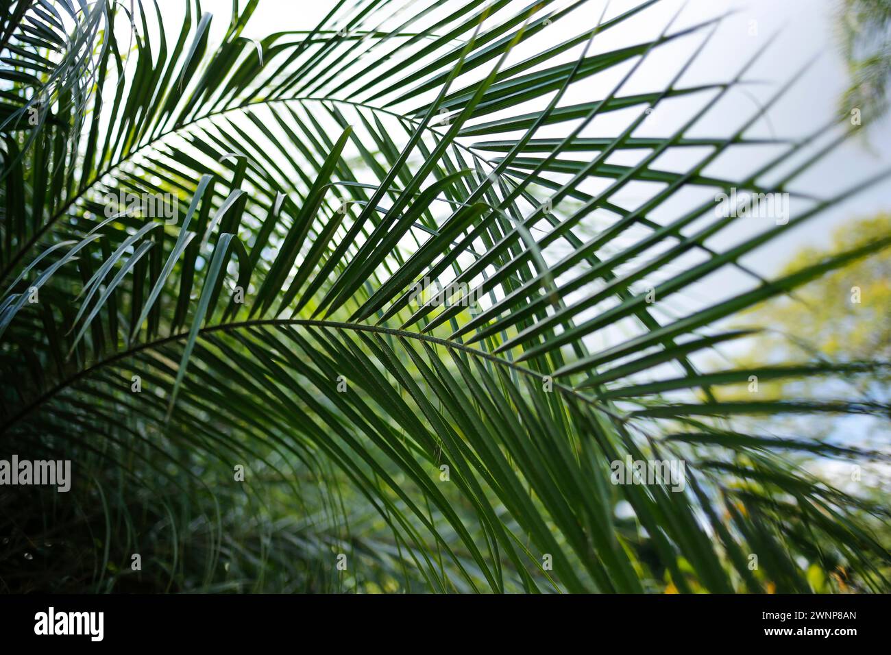 Holy Week. Detail of branches with selective focus. Traditional Catholic celebration Palm Sunday ...