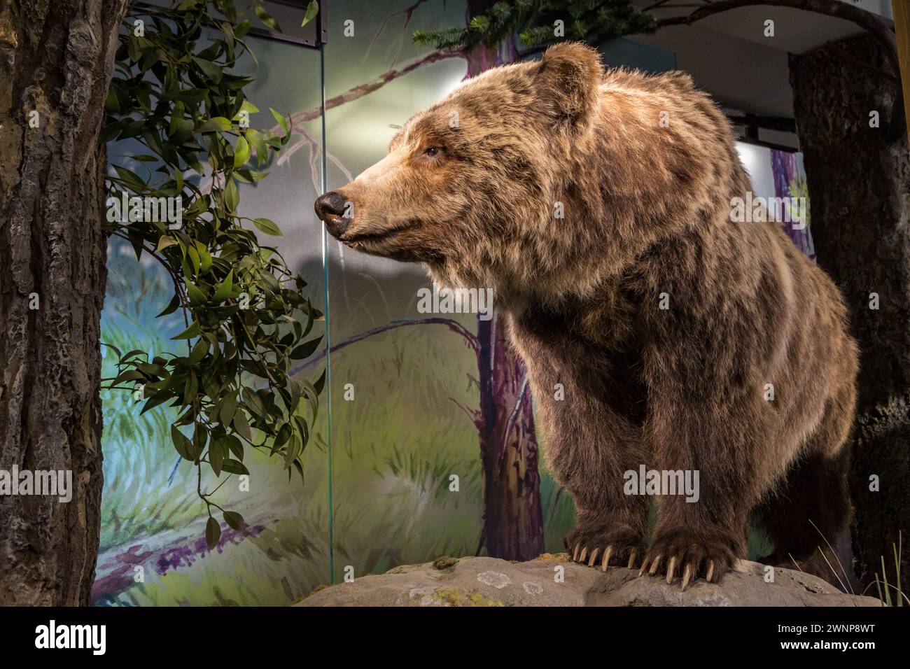 Mammoth hot springs visitor center hi-res stock photography and images ...
