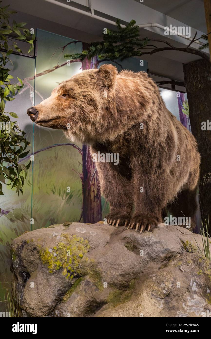 Exhibit shows full grown grizzly bear at the Mammoth Hot Springs ...