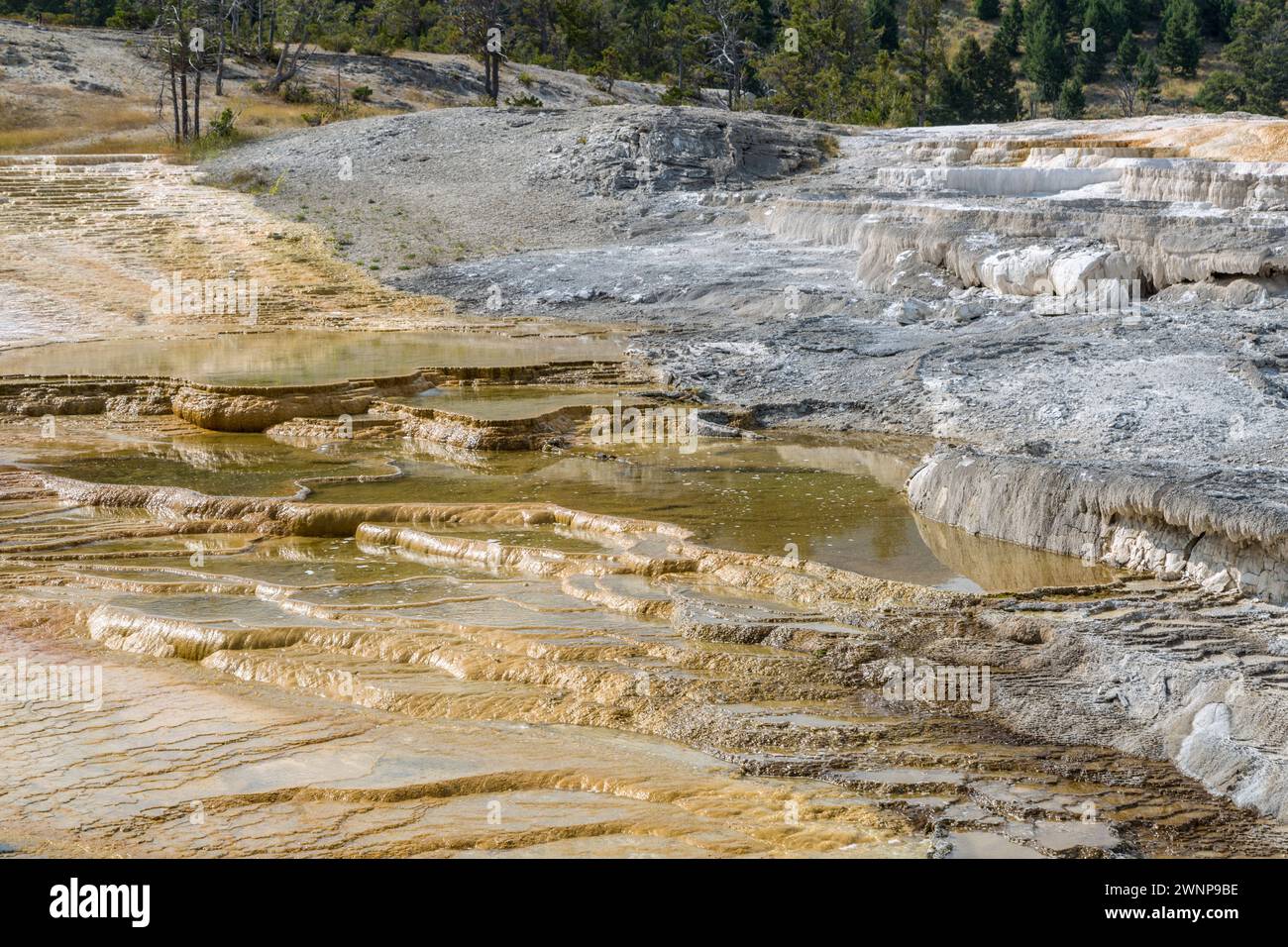 Dry terracettes of Minerva Spring behind runoff of Mound Spring in the ...