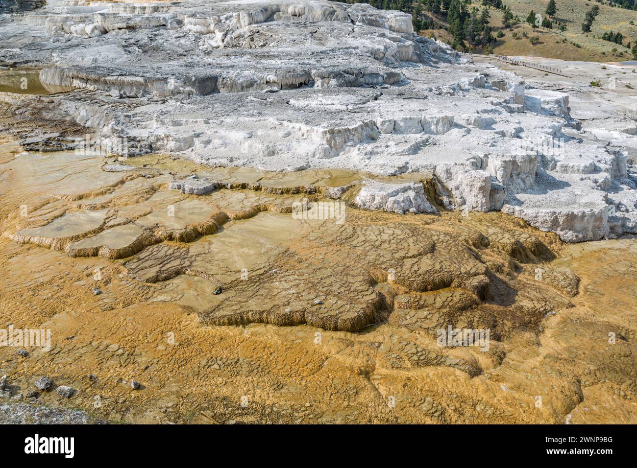 Dry terracettes of Minerva Spring behind runoff of Mound Spring in the ...