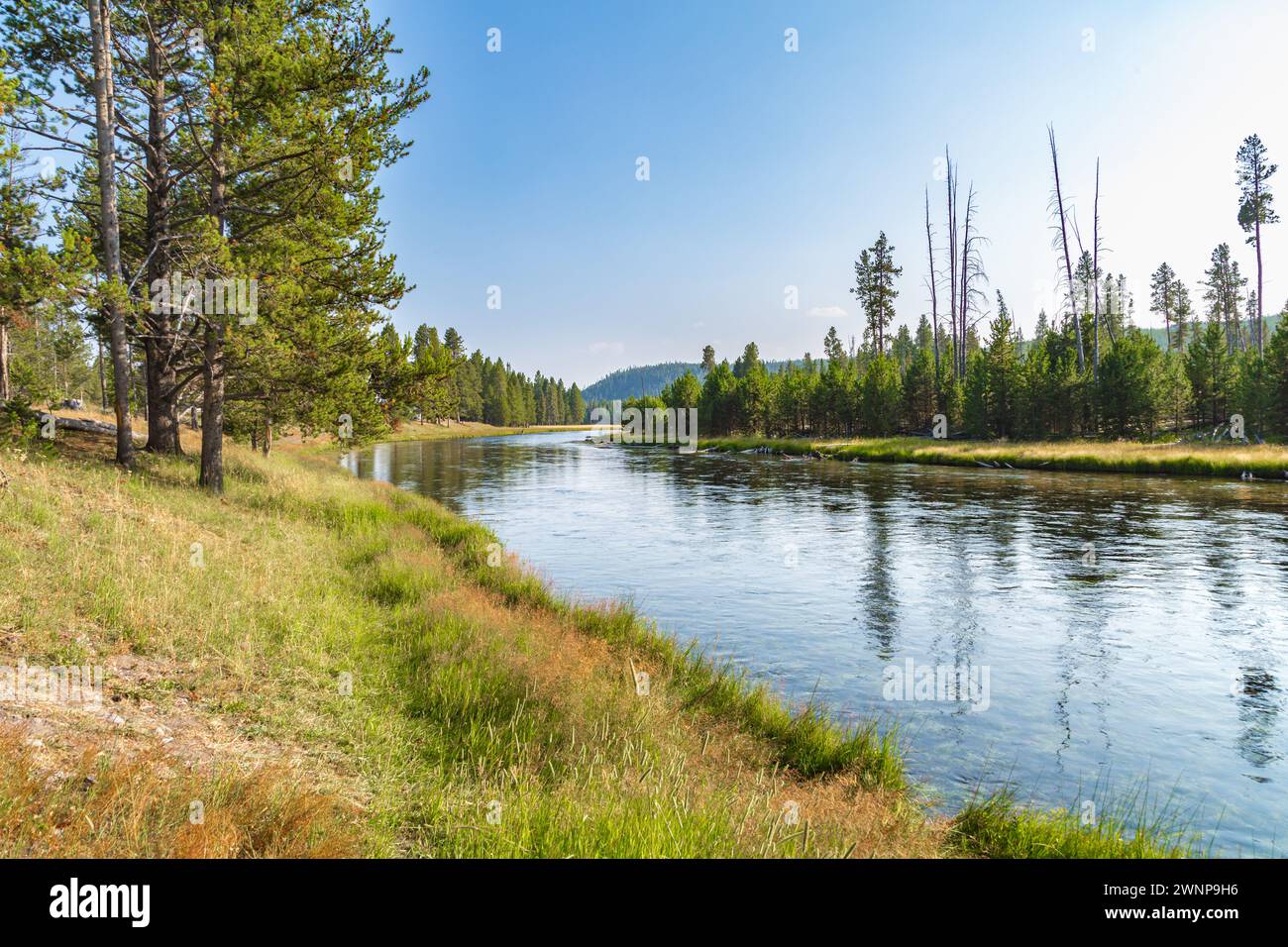 Madison River flowing through pine trees along Hwy 191 near the west ...