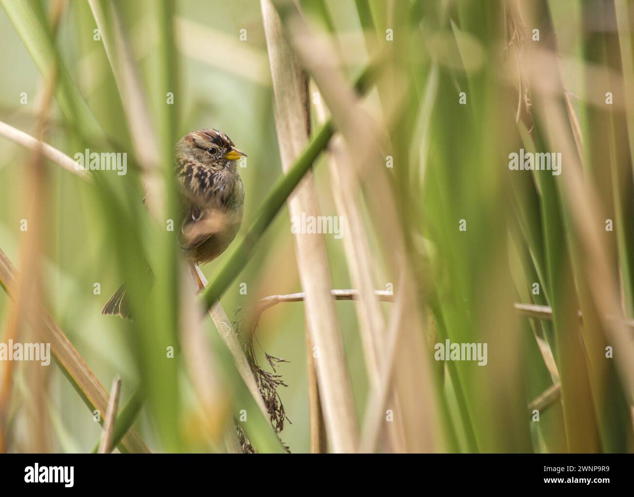 Zonotrichia leucophrys san francisco hi-res stock photography and ...
