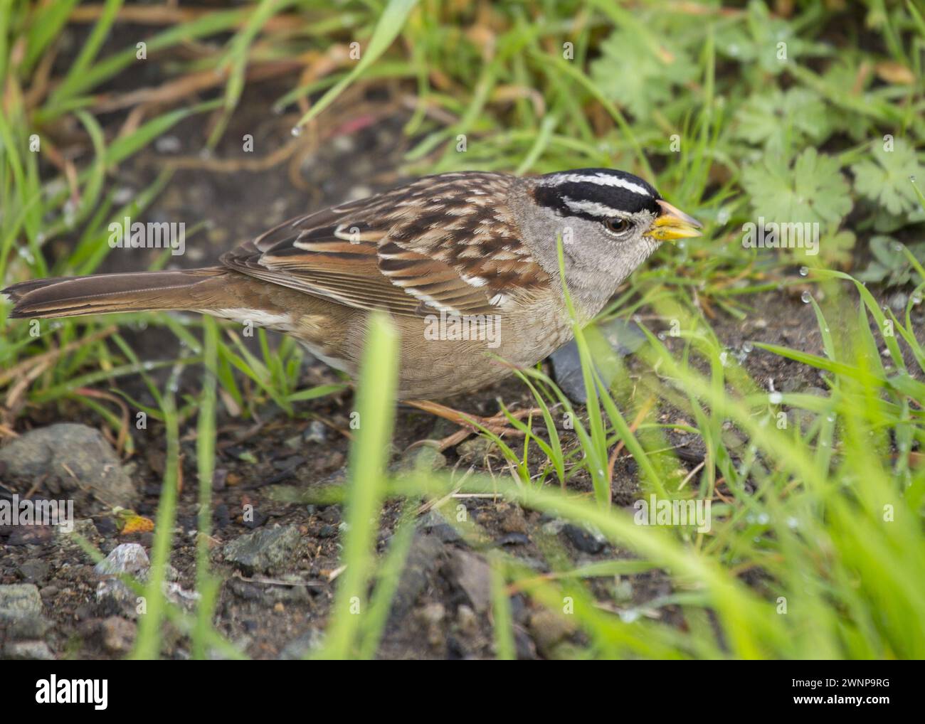 White-crowned Sparrow (Zonotrichia leucophrys) hops among the foliage ...