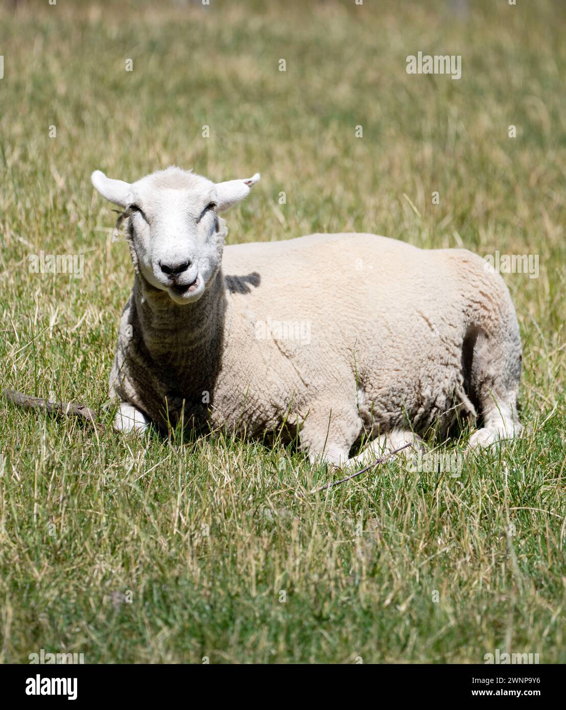 Happy woolly face hi-res stock photography and images - Alamy