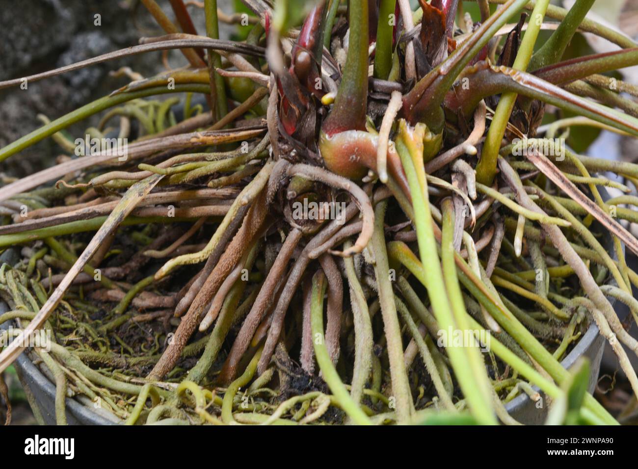 Photo of very dense isolated roots Stock Photo - Alamy